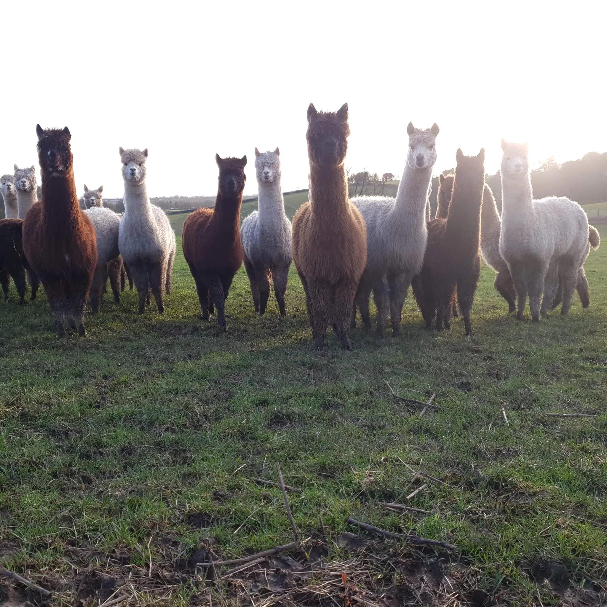 Charnwood Forest Alpacas | National Forest