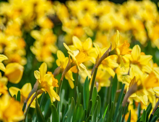 6 Most Welcoming Signs Of Spring National Forest