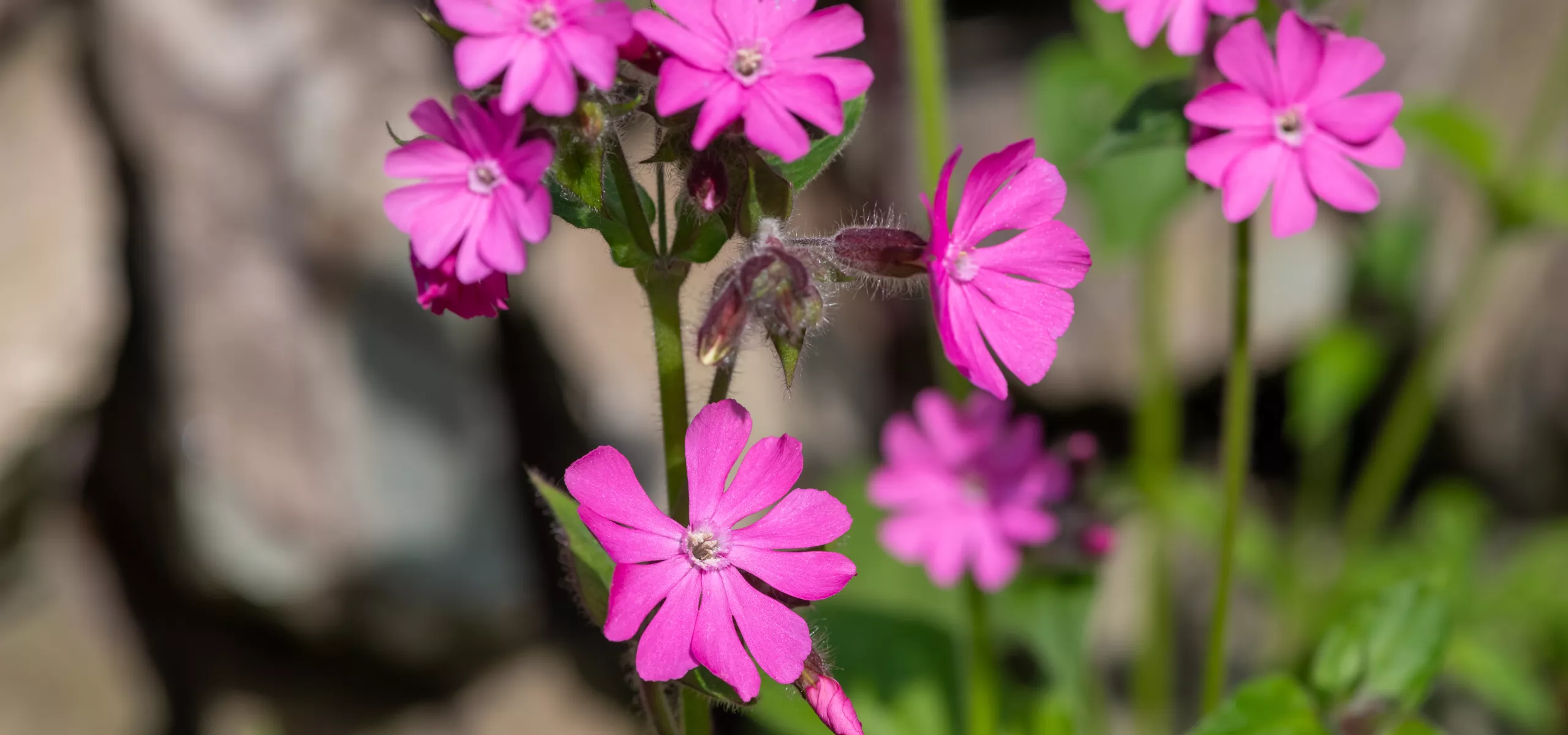 June's Wildflower Spectacle: Explore the National Forest's Blooming