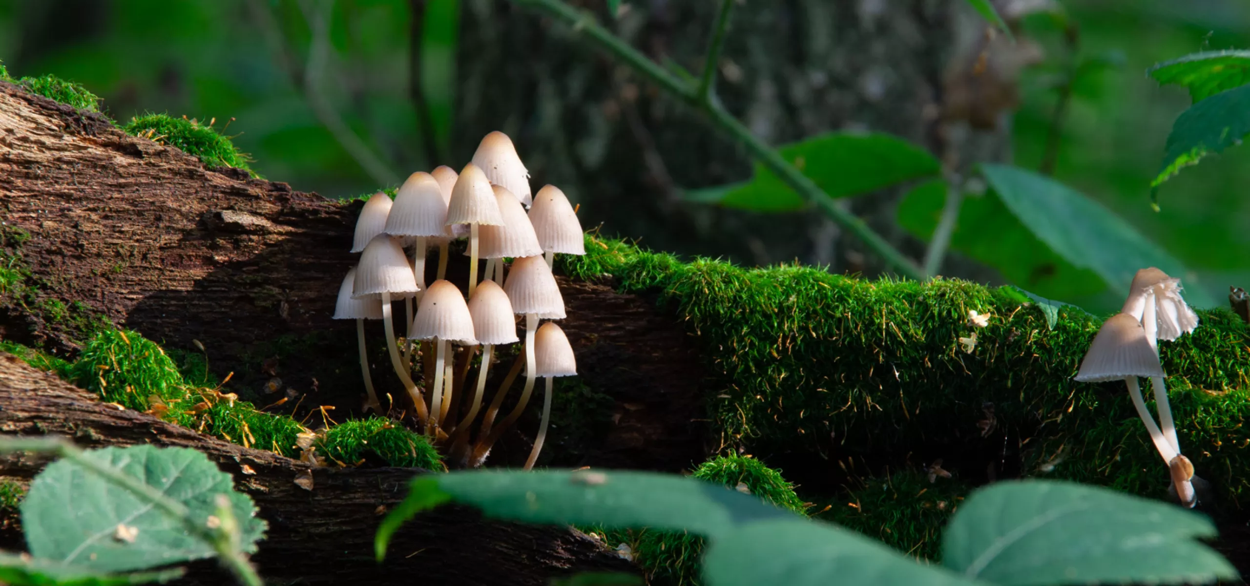 Autumn fungi events in the National Forest